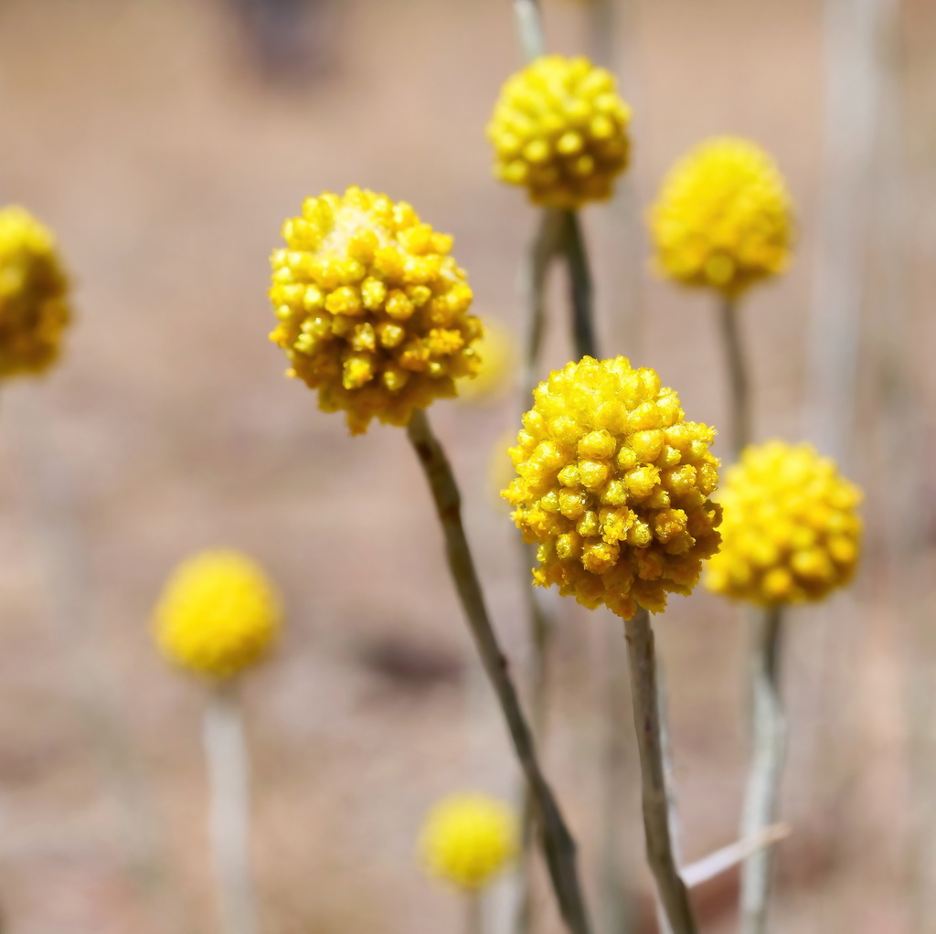 Lemon Beauty-heads from Rupanyup VIC 3388, Australia on December 28 ...