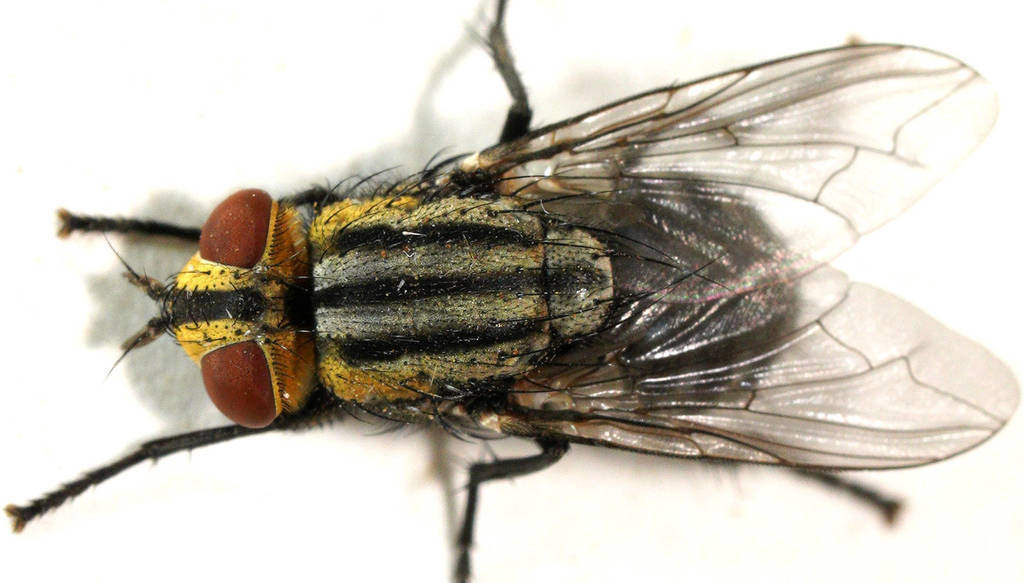 Grey-striped Fly from Swan Reach SA 5354, Australia on December 30 ...