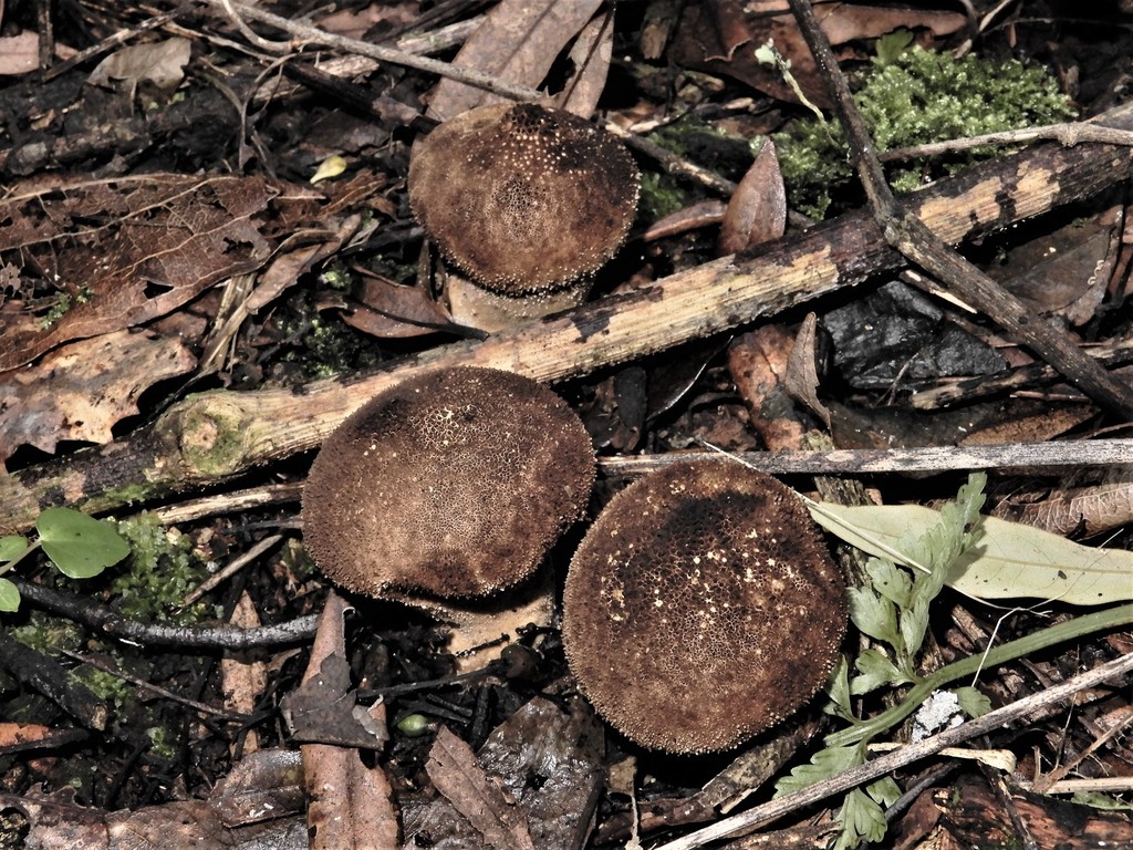 puffballs from Waiopehu Reserve, Levin, New Zealand on May 4, 2018 at ...