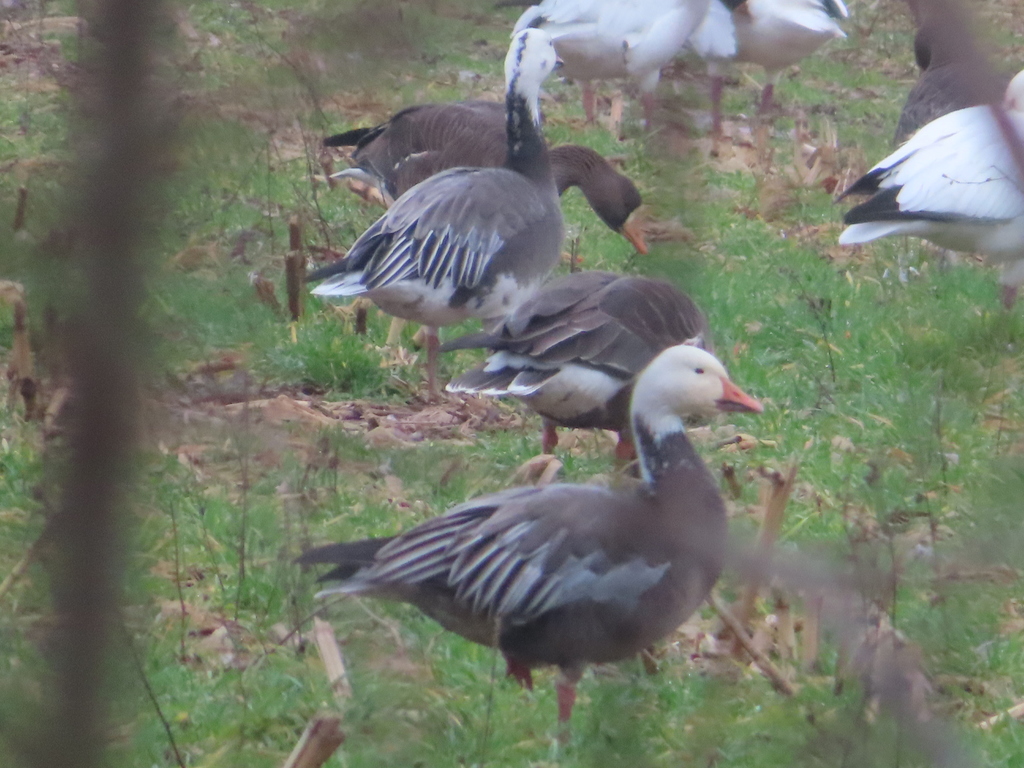 Snow Goose from Henderson County, KY, USA on December 30, 2021 at 01:50 ...