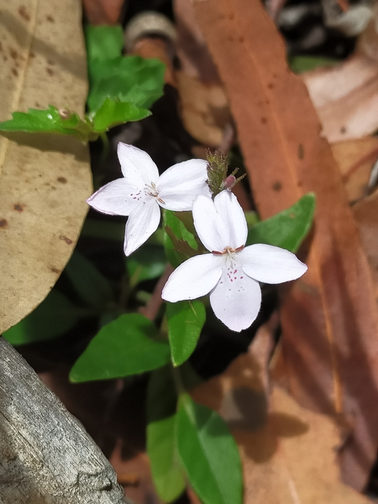 Pastel Flower from Ilarwill NSW 2463, Australia on December 31, 2021 at ...