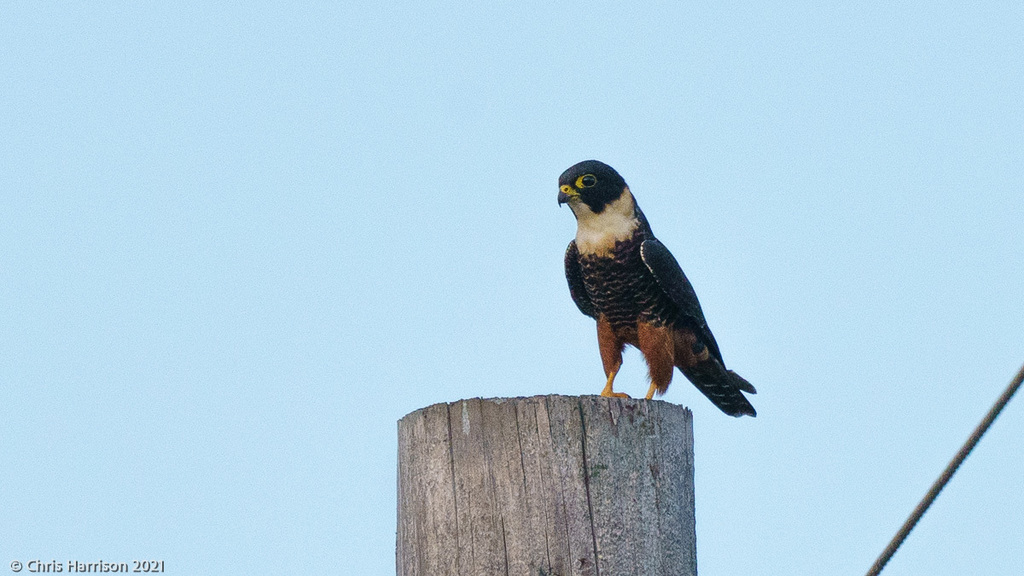 Bat Falcon from Hidalgo County, TX, USA on December 30, 2021 at 05:21 ...