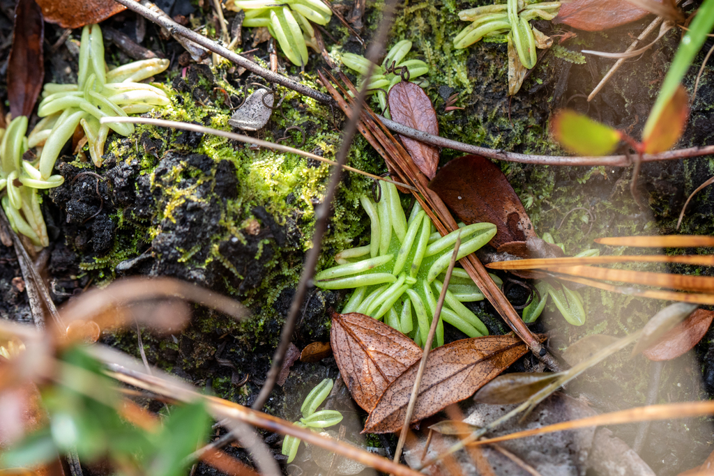 Small butterwort from Lewis Ocean Bay Heritage Preserve, Horry, South ...