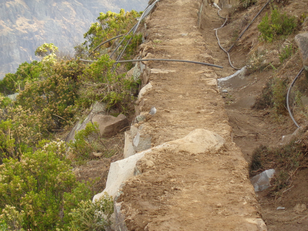 Ash-breasted Sierra-Finch from Huarochirí, Perú on September 07, 2021 ...