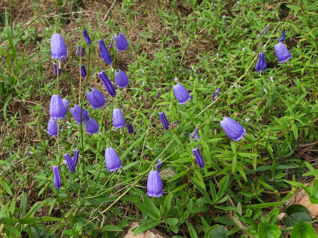 Adenophora polyantha from Fushan Mountain, Qingdao, Shandong, CN on ...