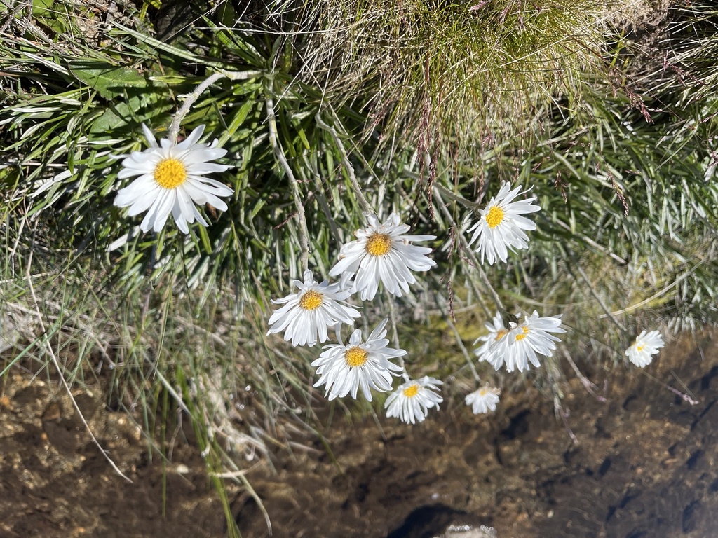 herbfield Celmisia from Alpine - East, Alpine, AU-VI, AU on December 30 ...
