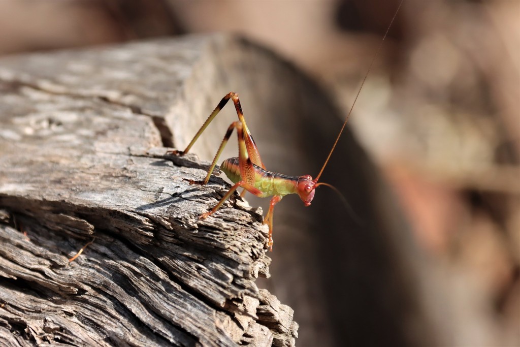 Torbia from Melbourne VIC, Australia on December 20, 2021 at 04:01 PM ...