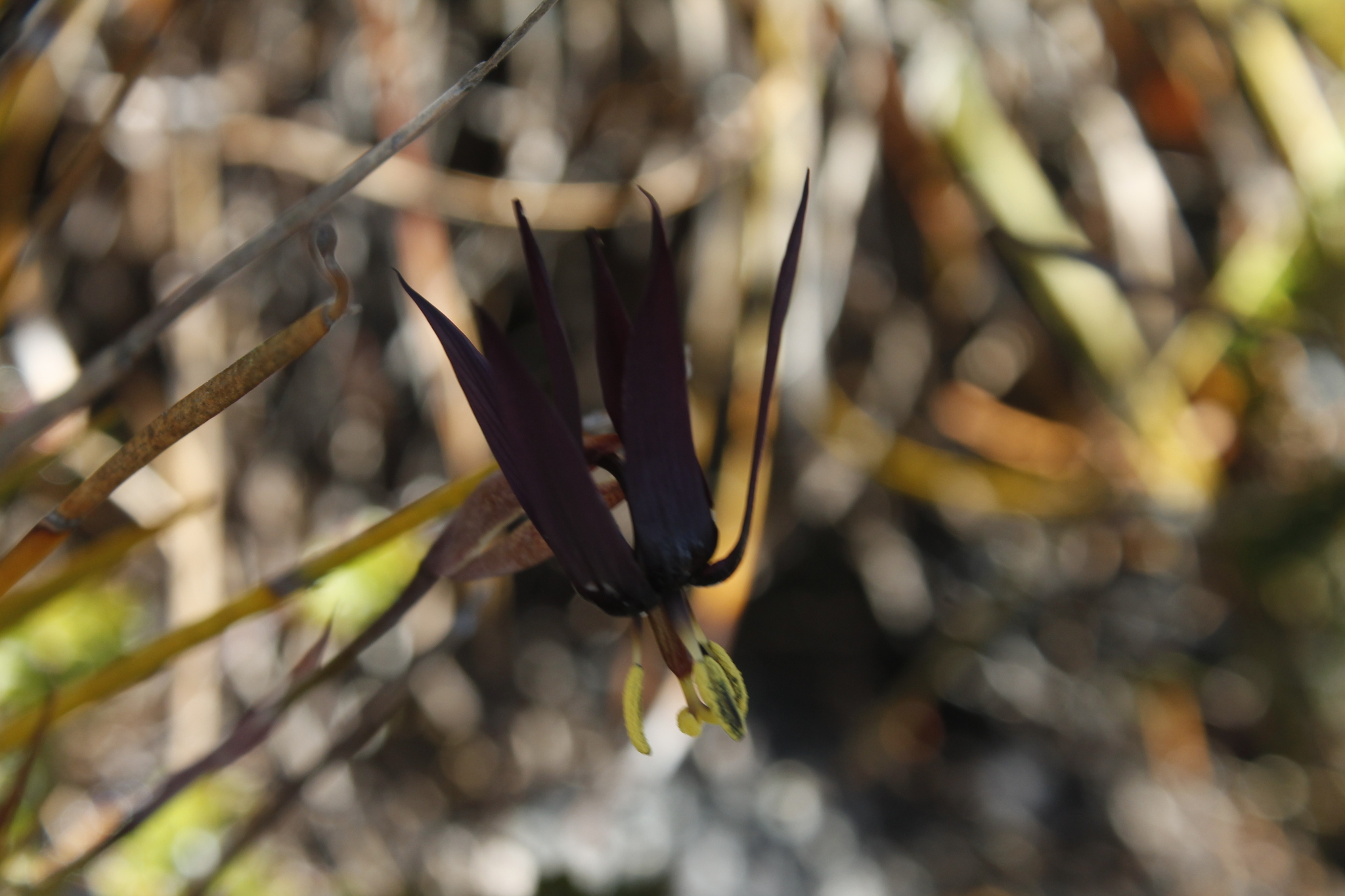 Isophysis tasmanica (Hook.) T.Moore