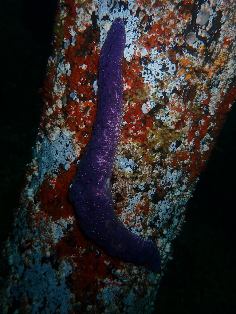 Ochre Sea Star from Strathcona, BC, Canada on December 12, 2021 at 11: ...