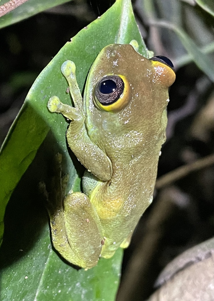 Ruby-eyed Tree Frog in November 2021 by markusgmeiner · iNaturalist