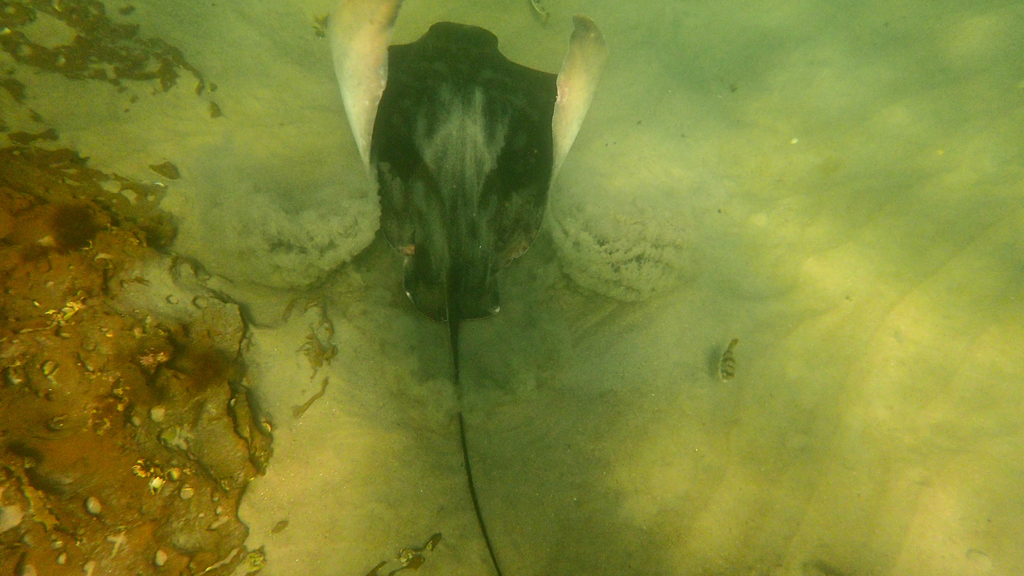 Australian Bull Ray from Hampton Beach, Victoria, Australia on December ...