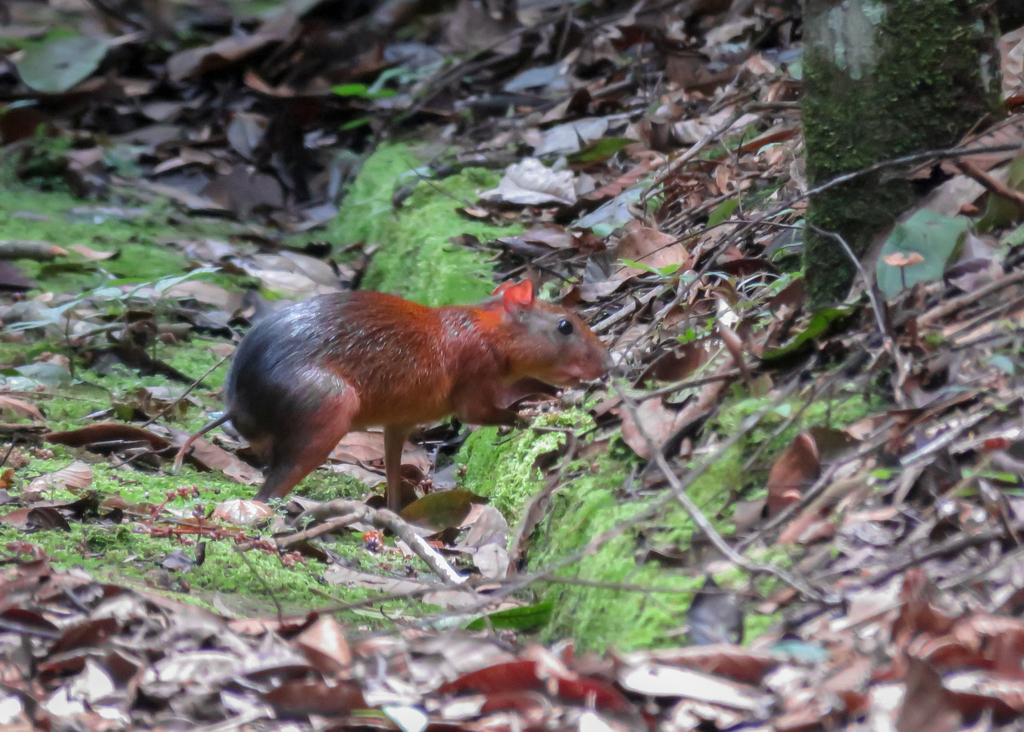 Red Acouchi (Myoprocta acouchy) - Know Your Mammals