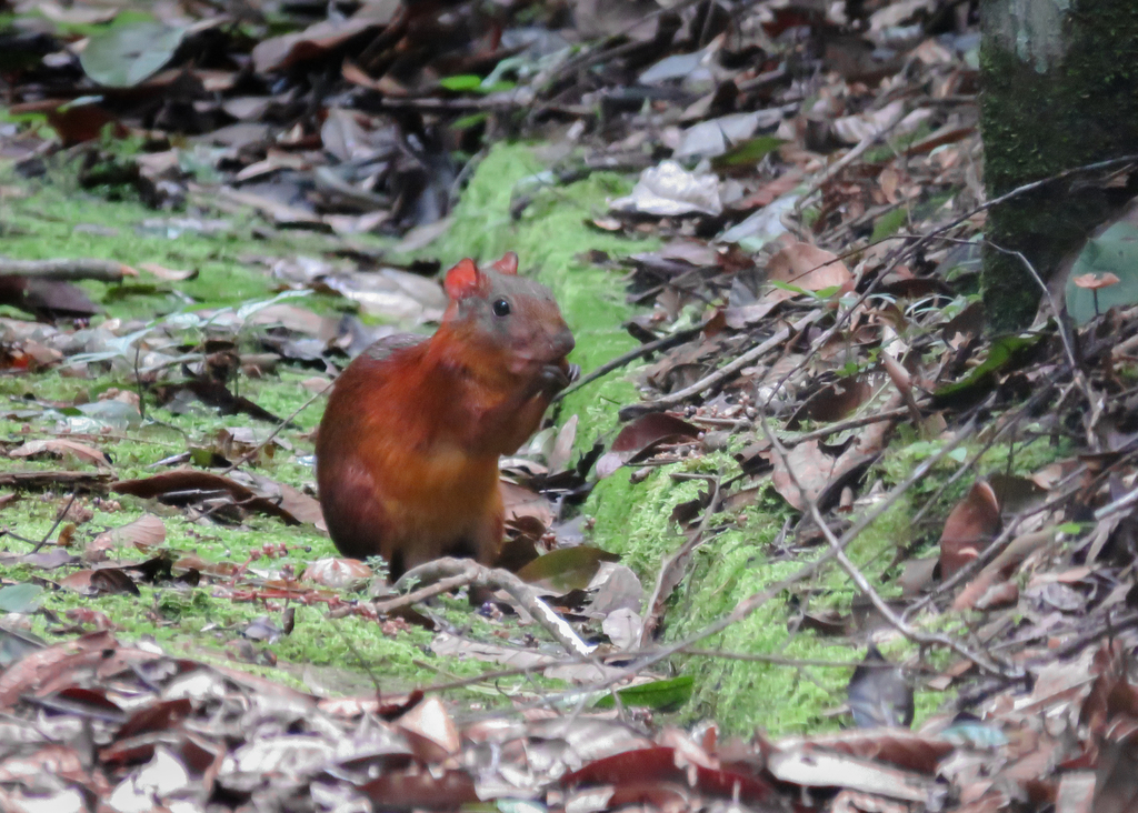 Red Acouchi (Myoprocta acouchy) - Know Your Mammals