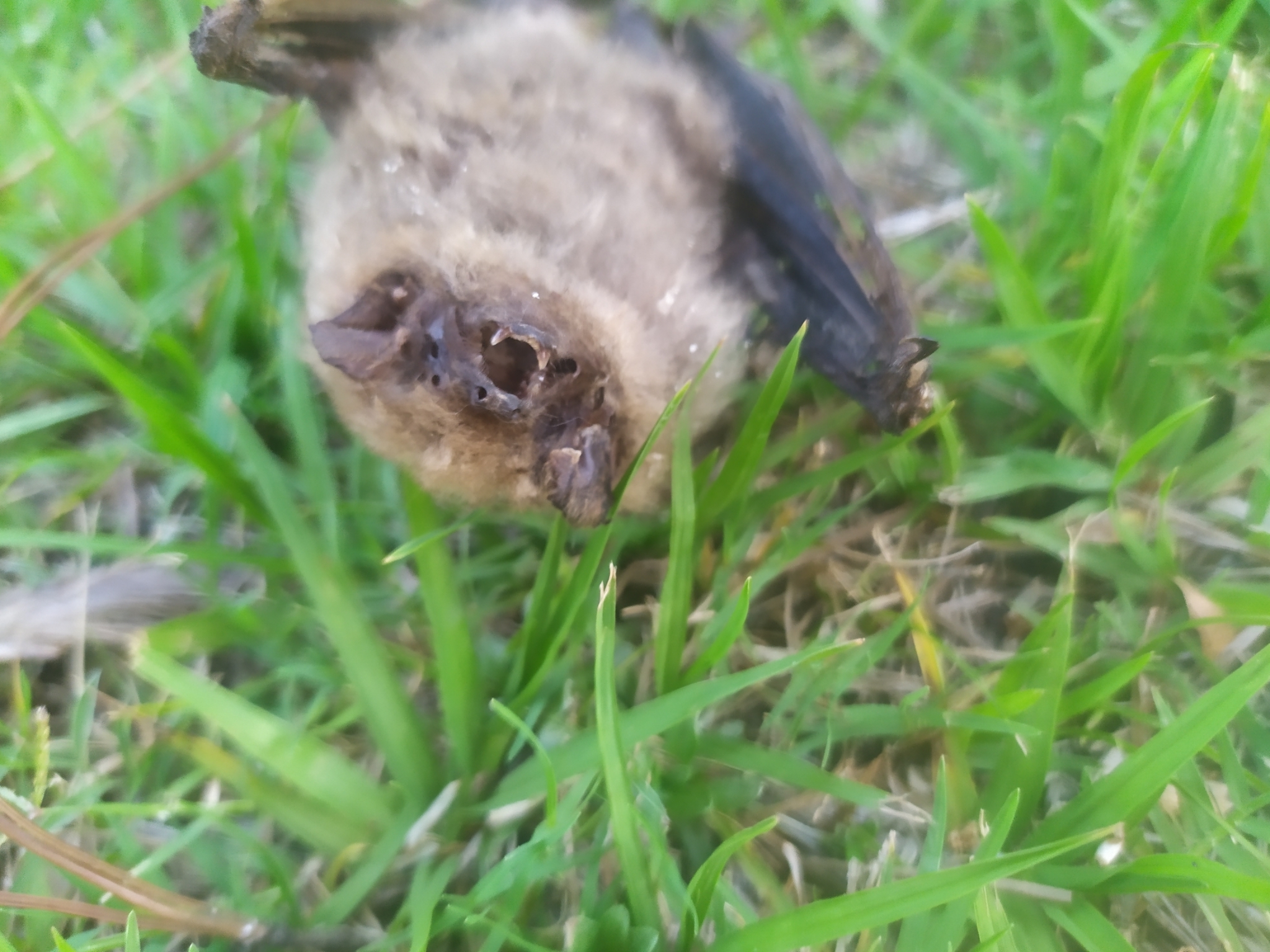 Lasiurus ega (Gervais, 1856)