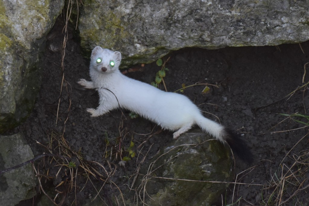 Eurasian Stoat from Höchst, Österreich on December 31, 2021 at 09:09 AM ...