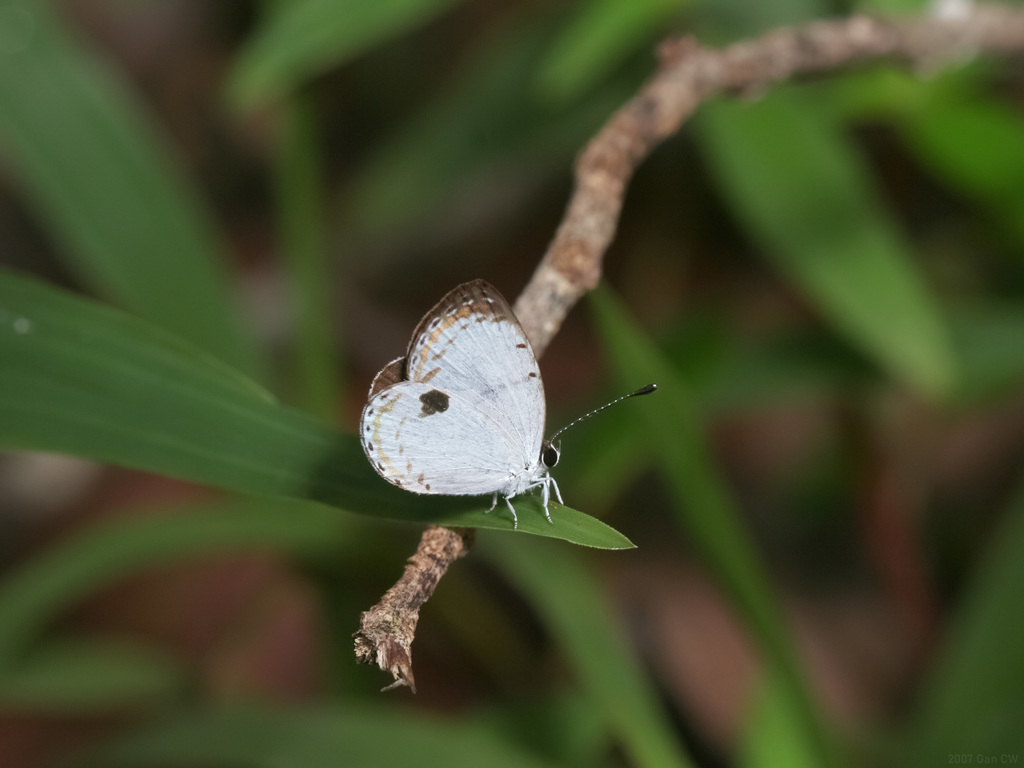 Forest Quaker from Bukit Fraser, Malaysia on April 19, 2007 at 11:03 AM ...