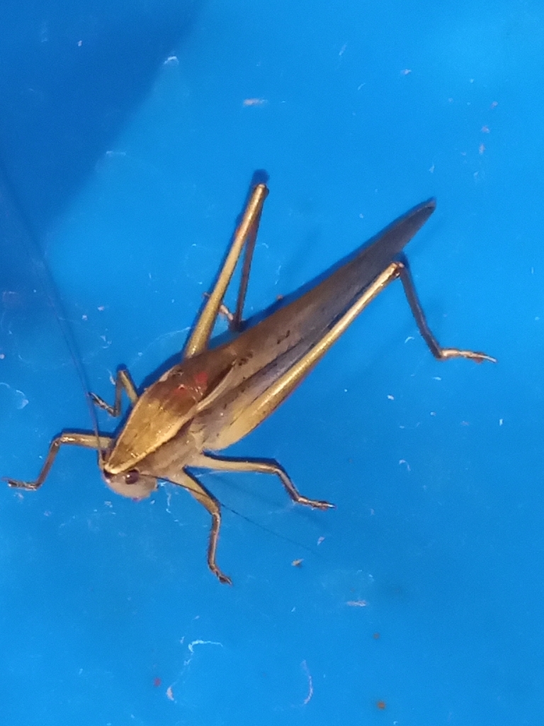 Common Coneheads from Polvaredas, Provincia de Buenos Aires, Argentina ...