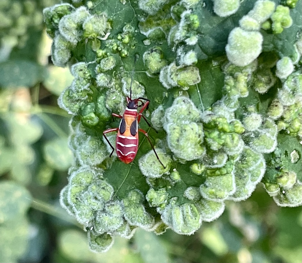 Turk's cap red bug from S Border Ave, Weslaco, TX, US on December 30 ...