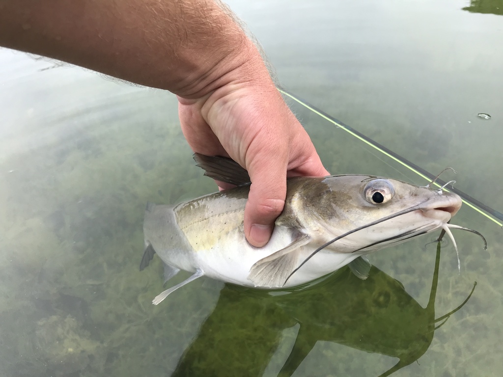 Channel Catfish from Blanco River, Blanco, TX, US on April 16, 2021 at ...