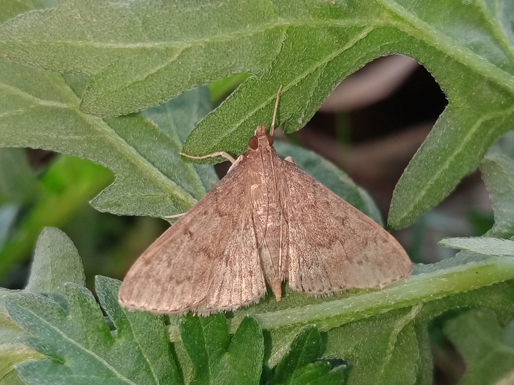 Grass Webworm Moth from Baidyabati Khal, Hooghly District, West Bengal ...