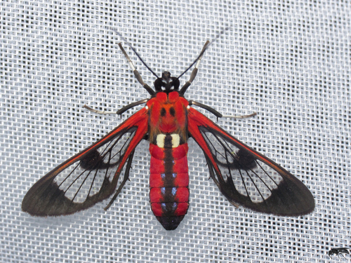 Pheia haemapleura · iNaturalist