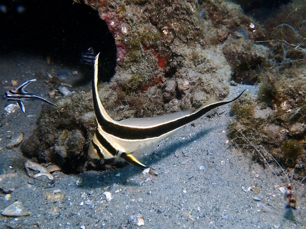 Jackknife fish from Blue Heron Bridge on December 30, 2021 at 05:14 PM ...
