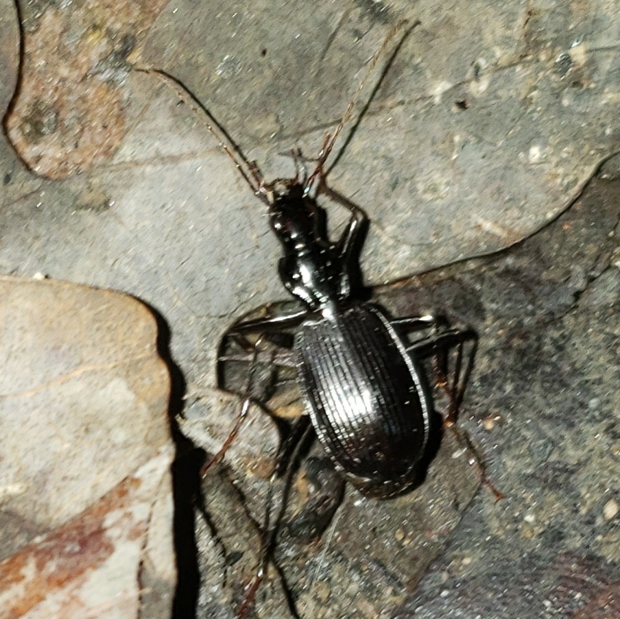 Platynus angustatus from Allegany County, US-MD, US on December 30 ...