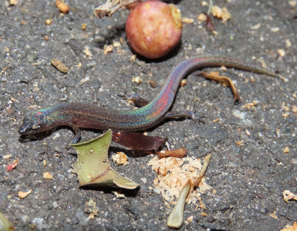 Elf Skink from Lake MacDonald QLD 4563, Australia on December 7, 2021 ...