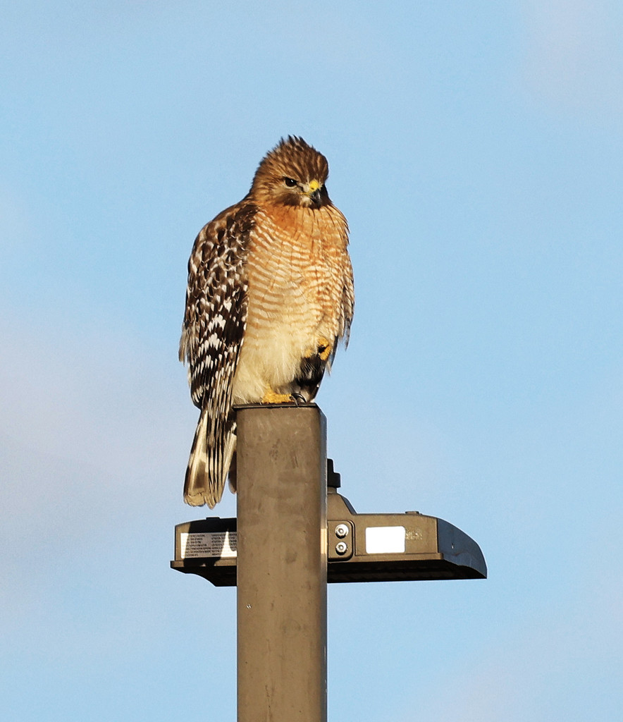 Red-shouldered Hawk from Plano, TX, USA on December 30, 2021 at 09:30 ...