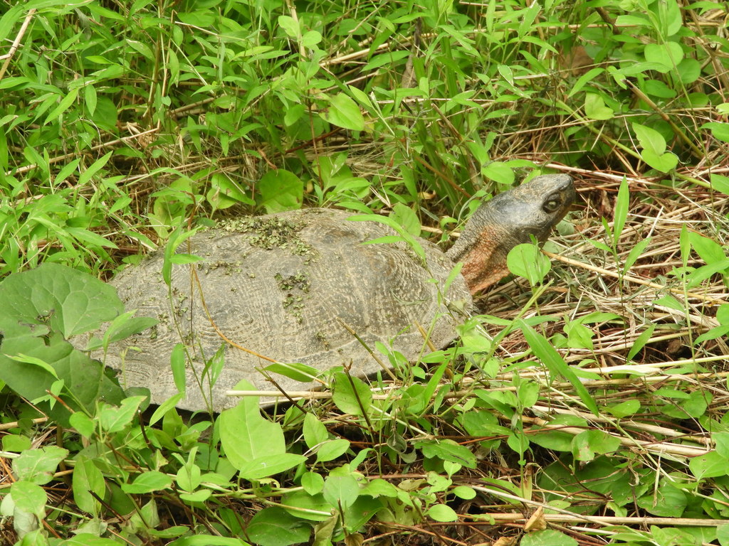 Wood Turtle in July 2021 by smuller · iNaturalist