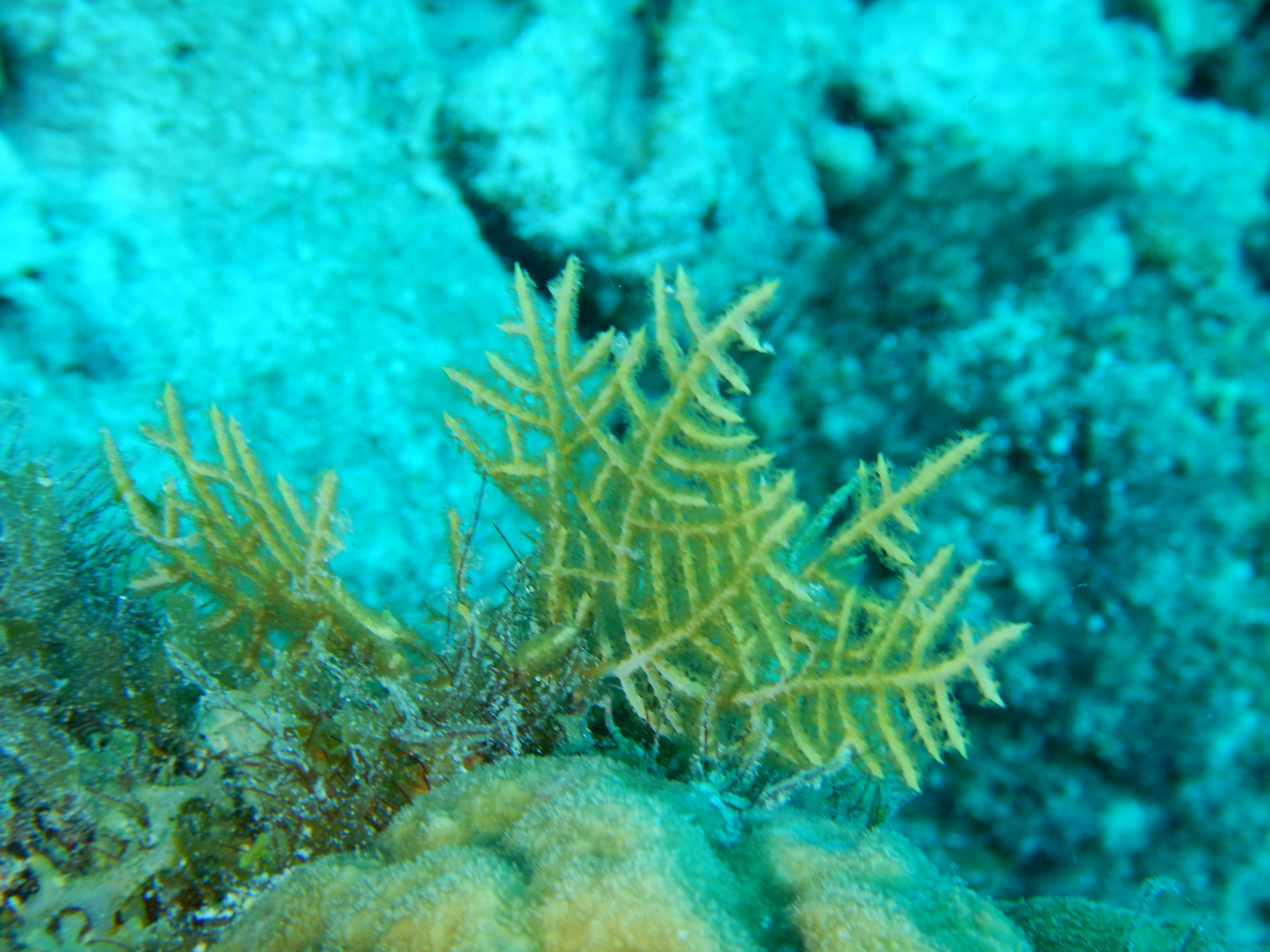 Gorgonia mariae Bayer, 1961