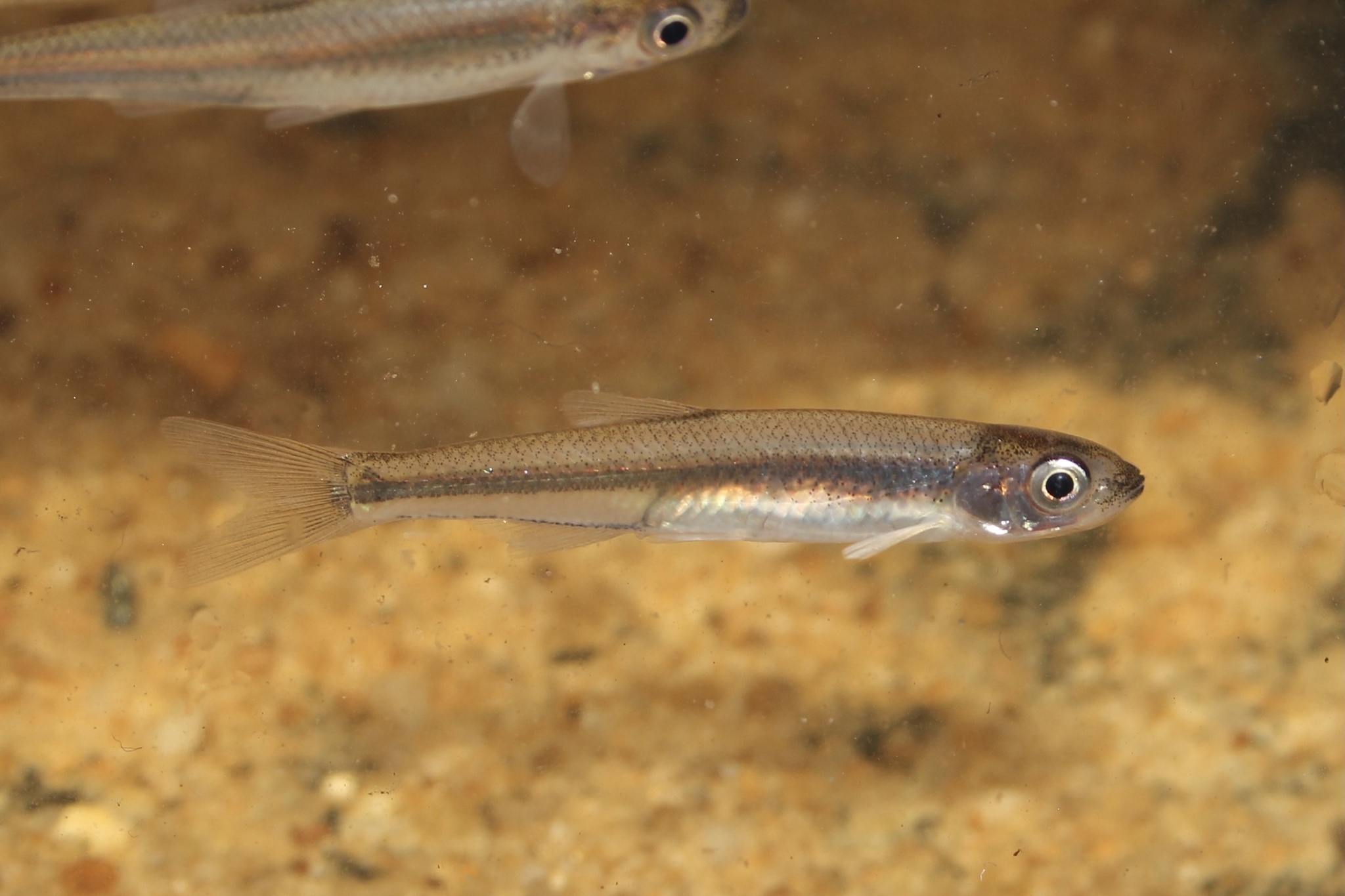 Lythrurus ardens (Cope, 1868)