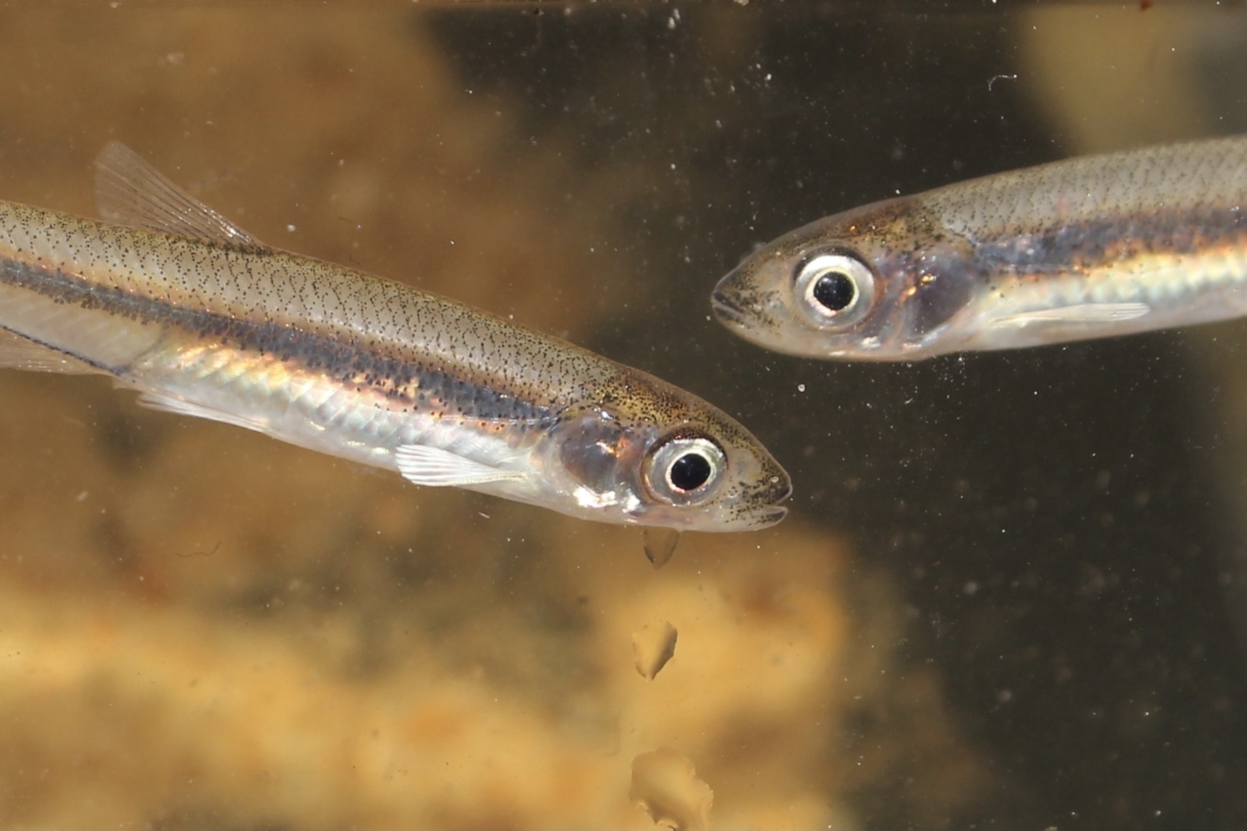 Lythrurus ardens (Cope, 1868)