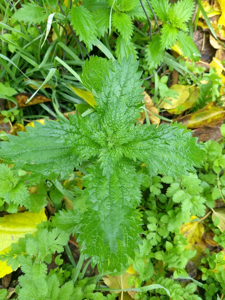 Dwarf Nettle from Fresno, CA 93727, USA on December 31, 2021 at 09:12 ...