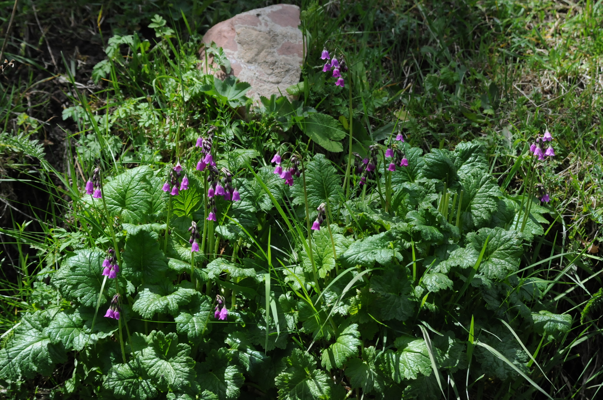 Primula matthioli subsp. turkestanica (Losinsk.) Kovt.