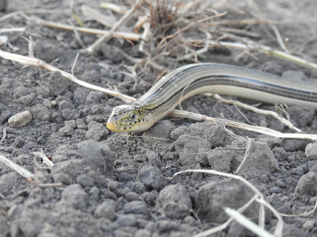 Ceron's glass lizard from Boca del Río, Ver., México on December 30 ...