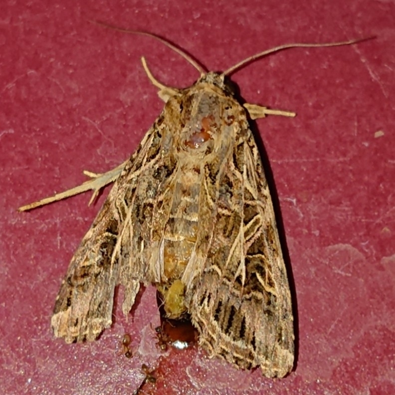 Armyworm Moths in December 2021 by Sutthikhun Phaengphongsai · iNaturalist