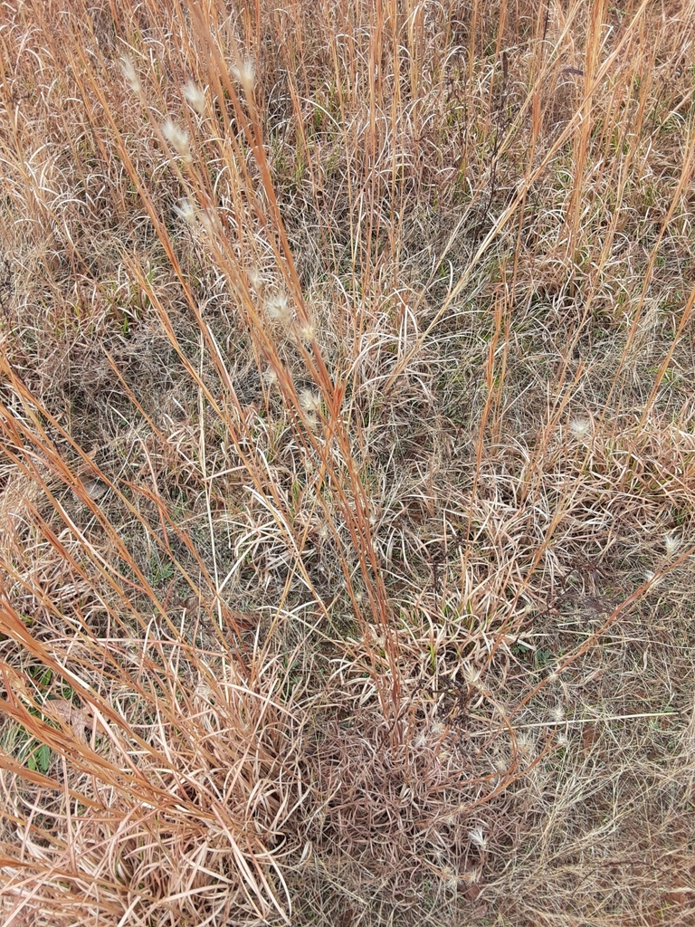 splitbeard bluestem from Lewisville, TX 75028, USA on December 31, 2021 ...