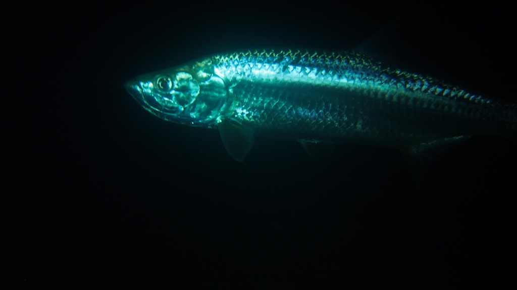 (Megalops) - Marine Life Identification