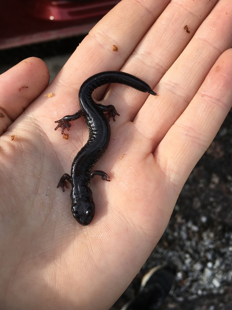 Wehrle's Salamander in December 2021 by aworrall · iNaturalist