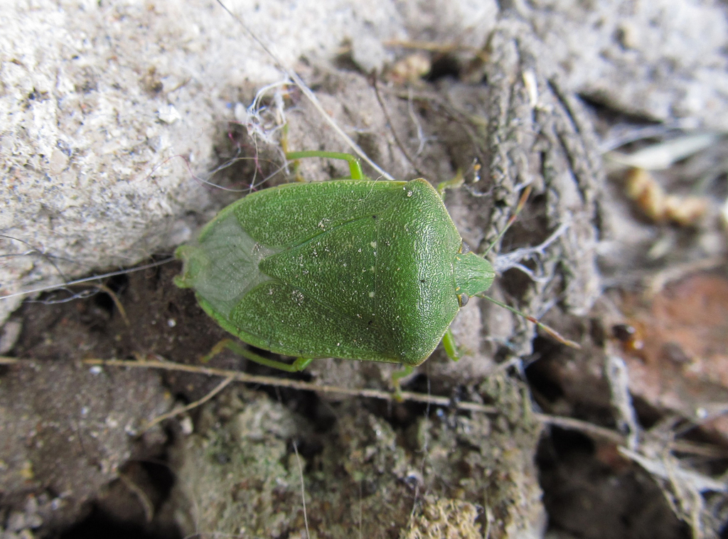 Southern Green Stink Bug from Mar del Plata, Provincia de Buenos Aires ...