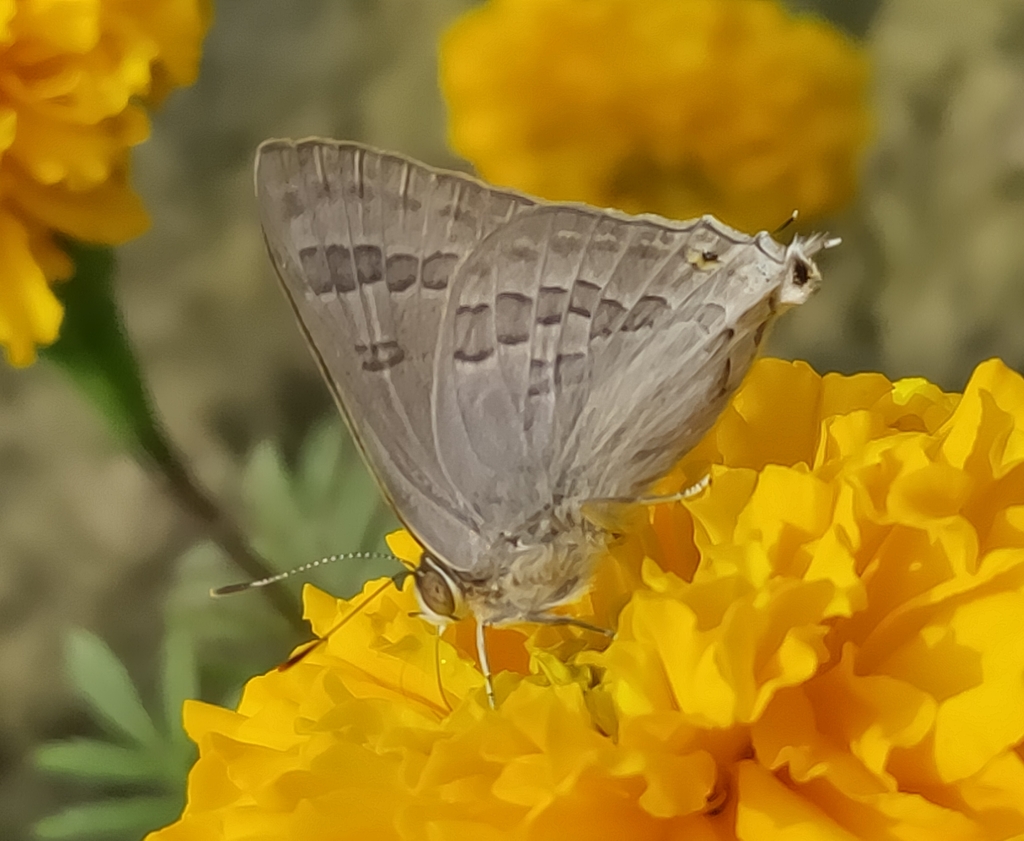 Common Guava Blue from Pusa Deopur, Bihar 848125, India on December 31 ...
