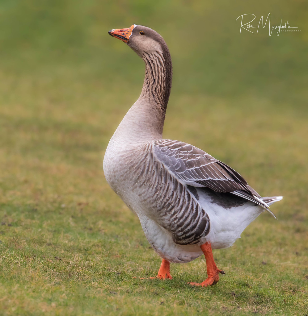 Domestic Greylag × Domestic Swan Goose (Pets and farm) · iNaturalist