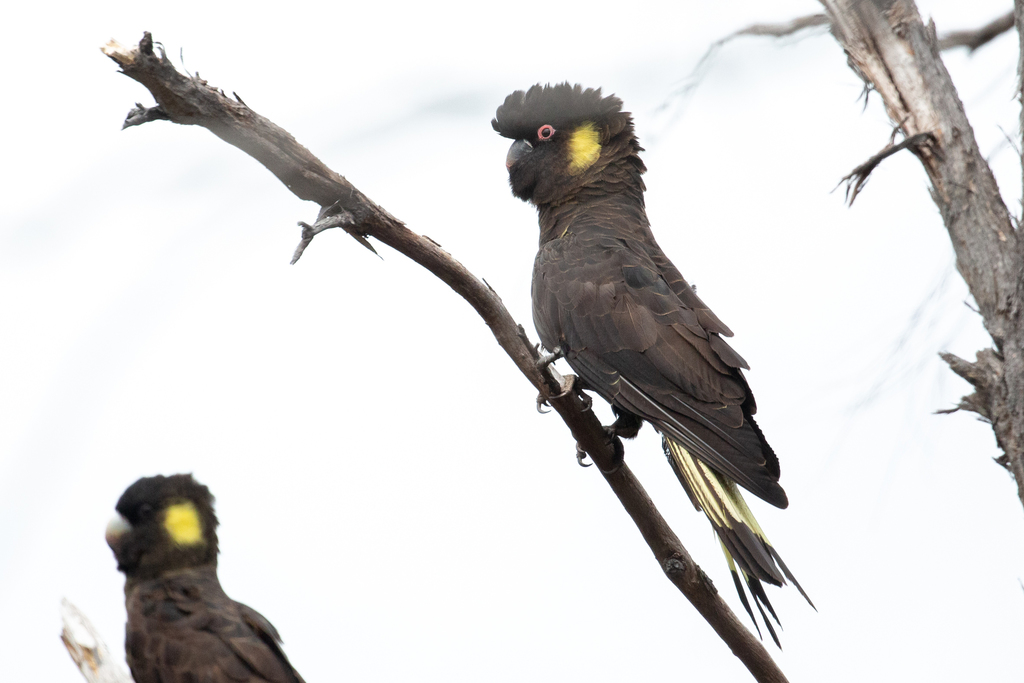 Tasmanian Yellow-tailed Black Cockatoo (Zanda funerea xanthanota ...