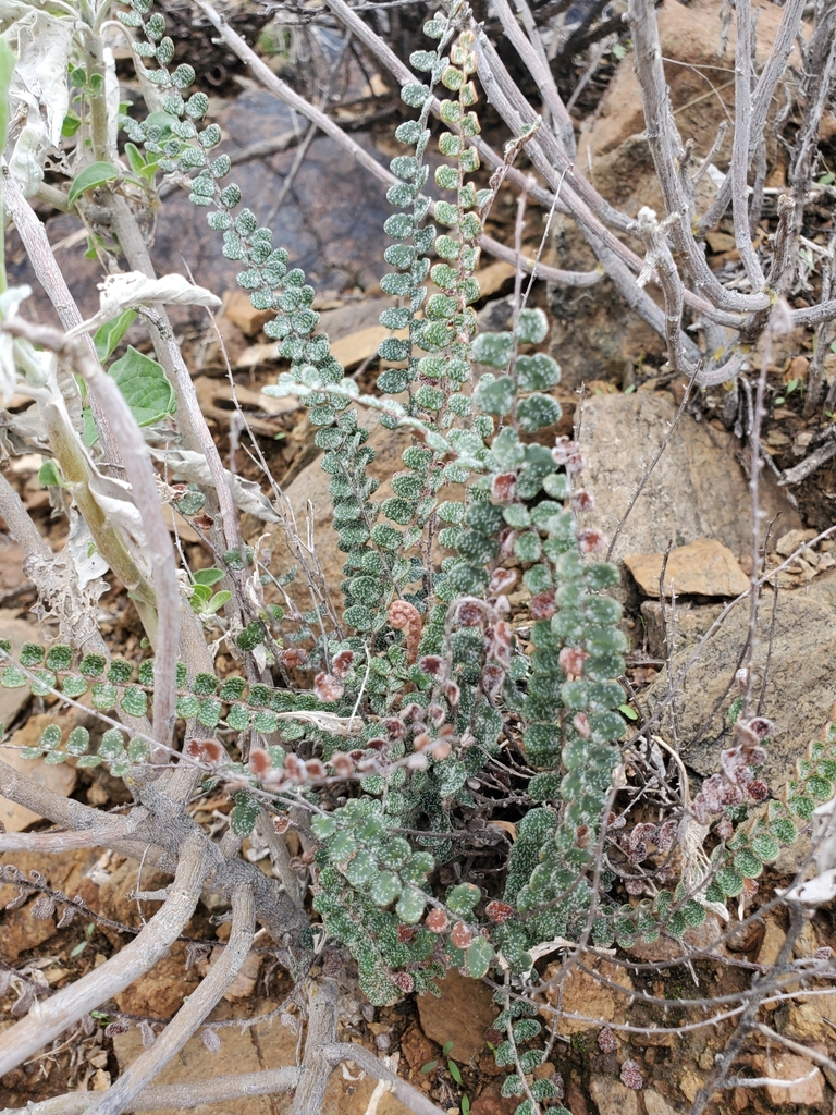 scaly cloak-fern from Fountain Hills, AZ 85268, USA on December 31 ...