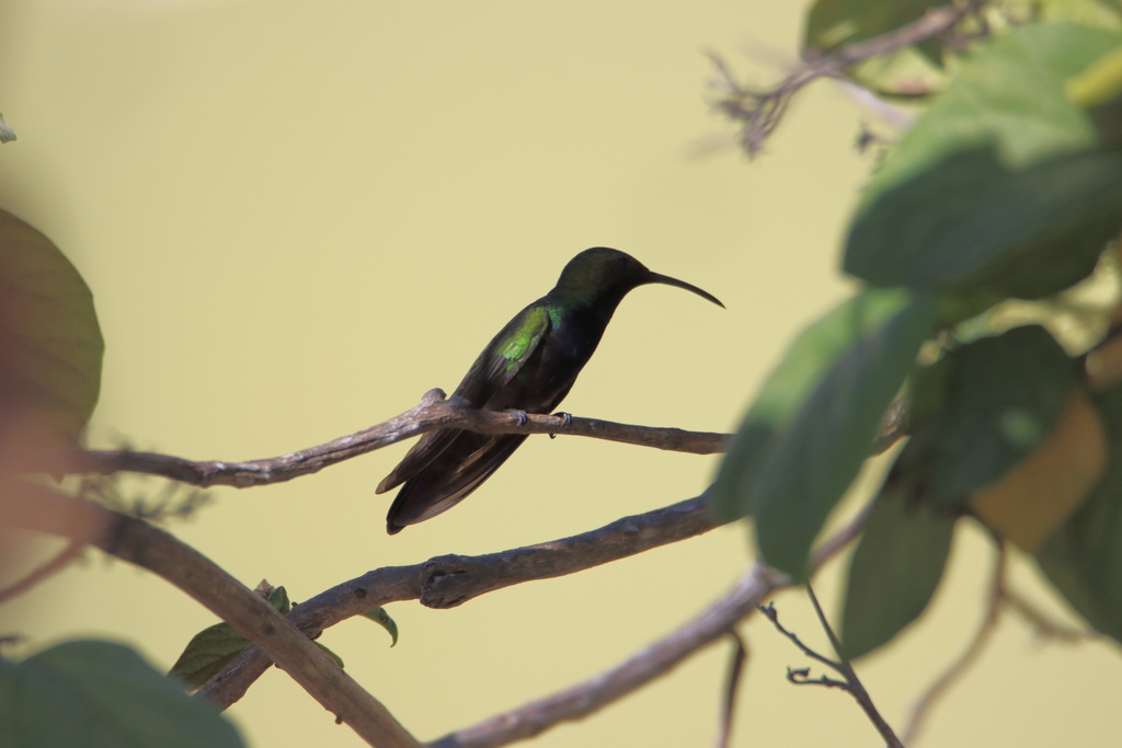 Puerto Rican Mango in December 2021 by Ben Zerante · iNaturalist