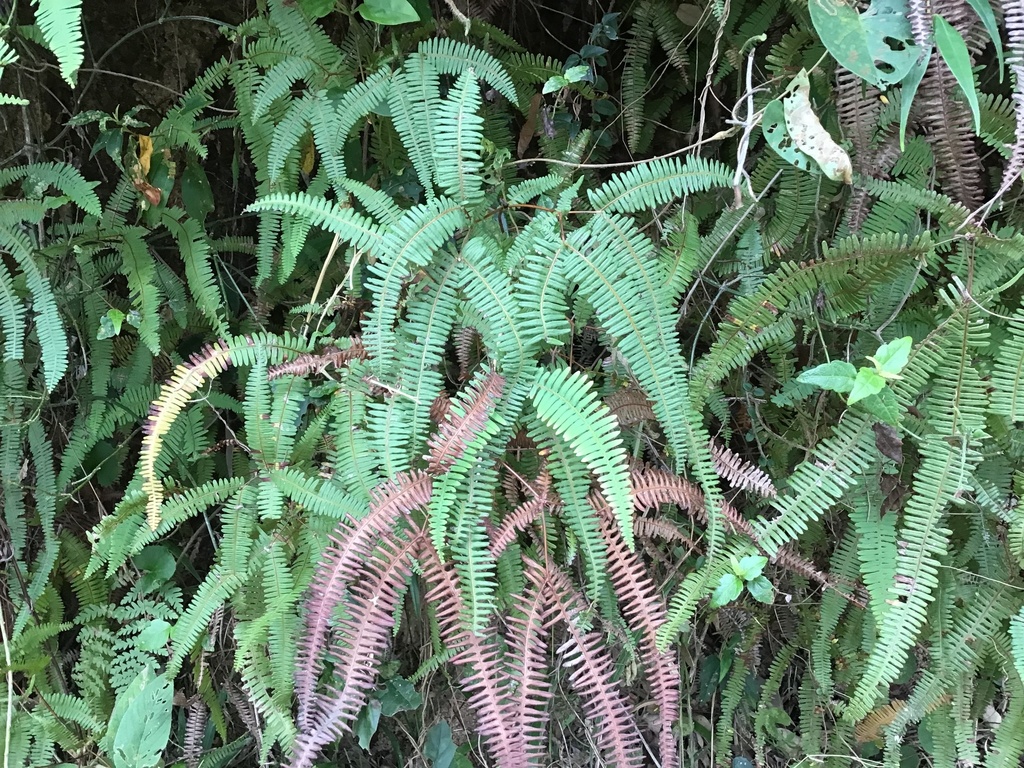 forked ferns from Ilha de Santa Catarina, Florianópolis, SC, BR on ...