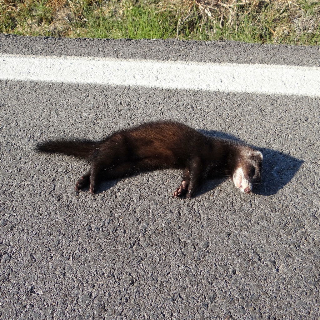 Common European Polecat from Can Torres, 17134 La Tallada d'Empordà ...
