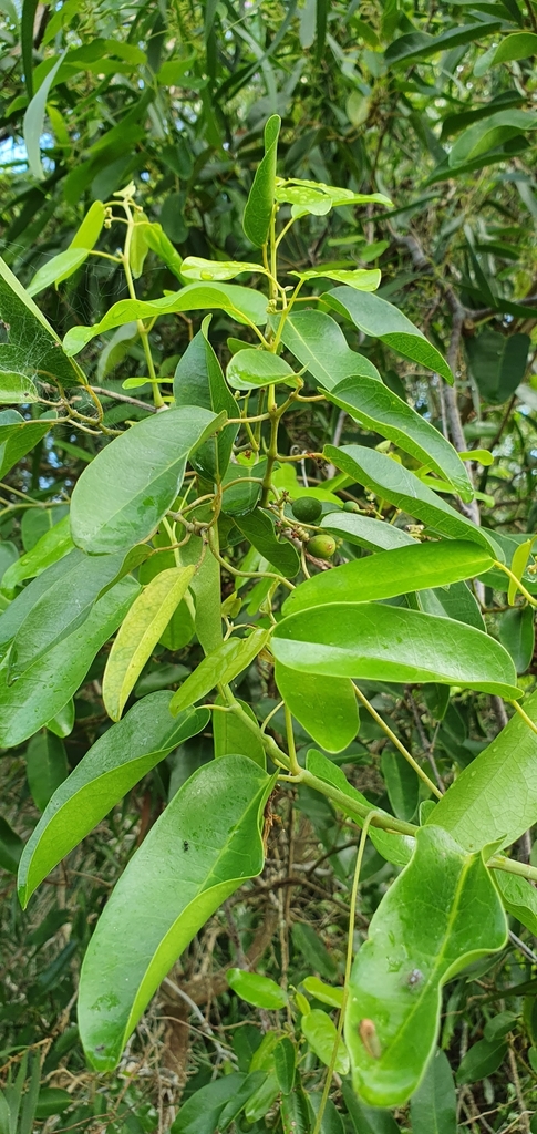 Cissus from Yeppoon QLD 4703, Australia on January 1, 2022 at 07:11 AM ...