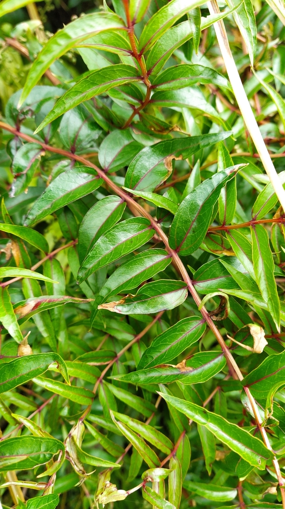 Feathery tutu from 7077, New Zealand on December 26, 2021 at 12:53 PM ...